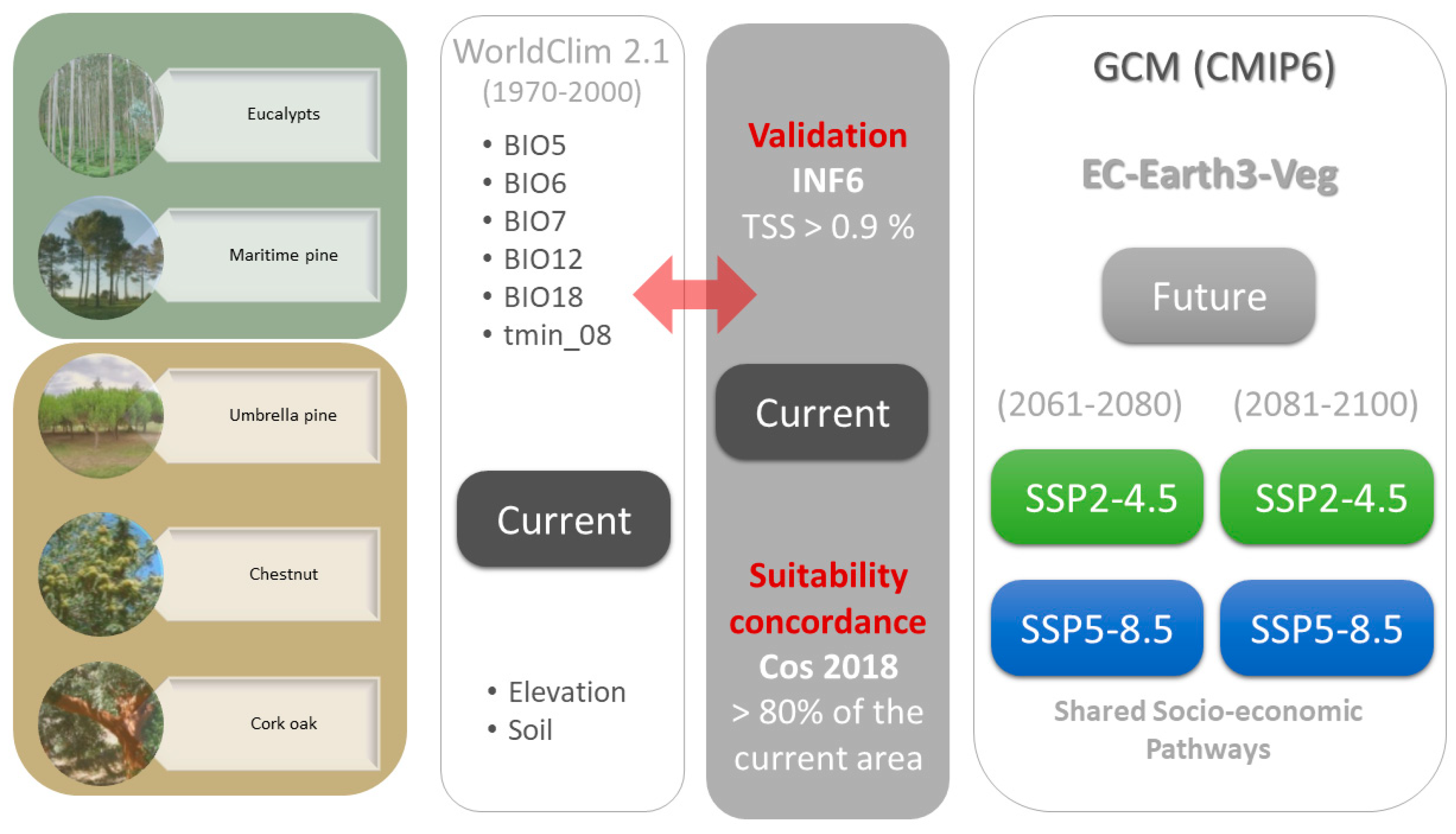 Climate-Informed Afforestation Planning in Portugal: Balancing Wood and ...