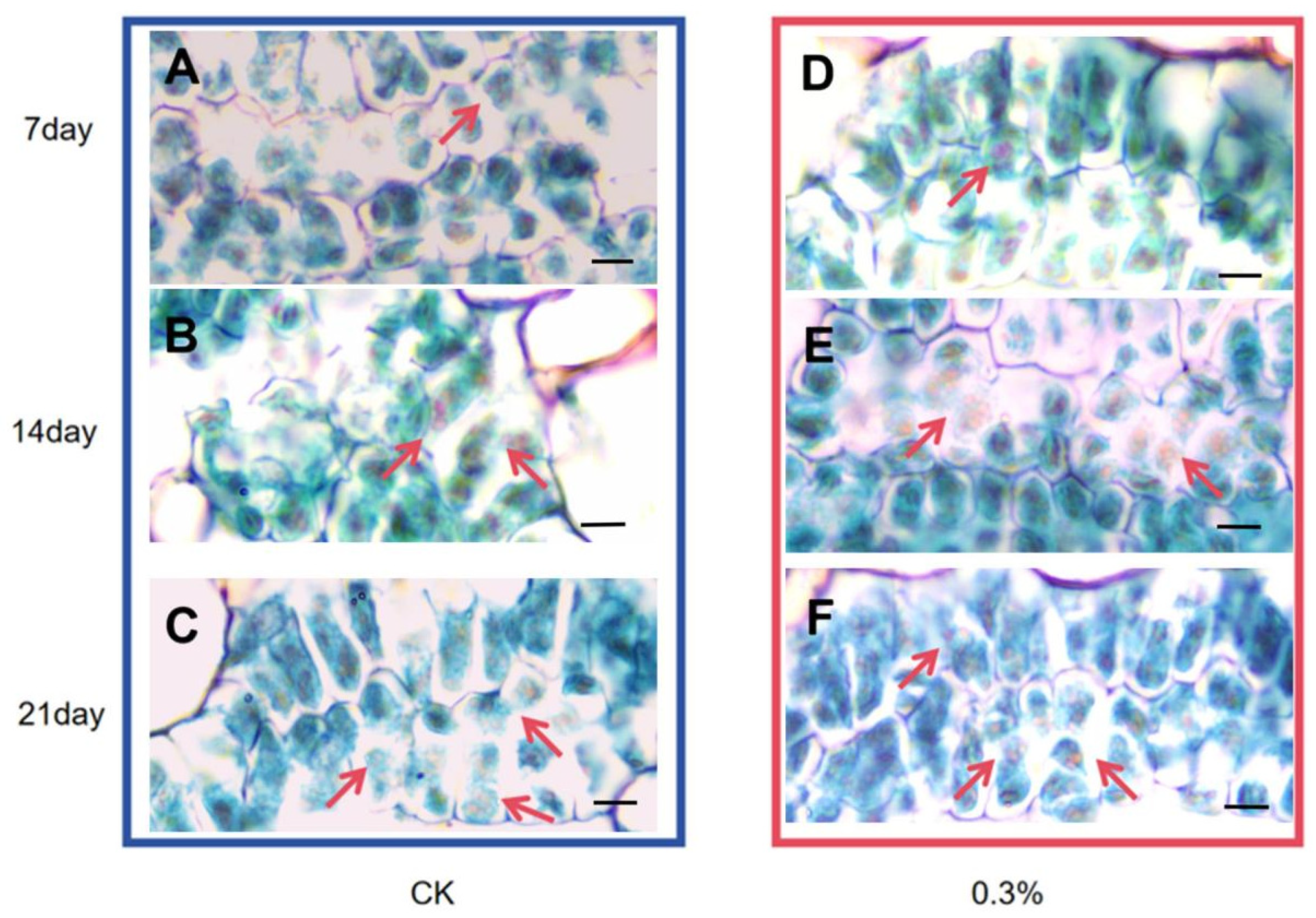 Foliar Application of Phosphorus on Growth and Development of Newly ...