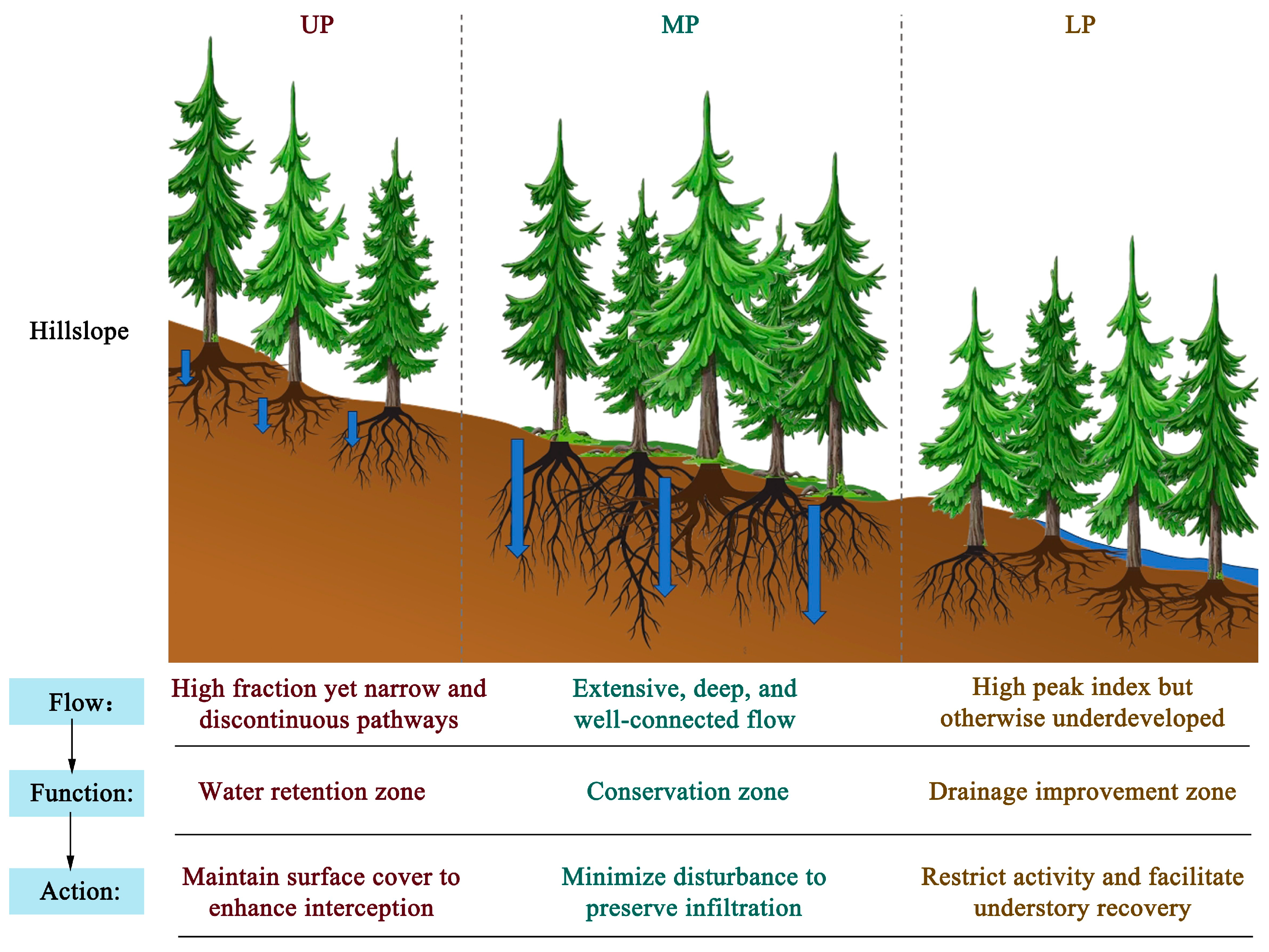 Slope Position Modulates Preferential Flow via Root–Soil Interactions ...