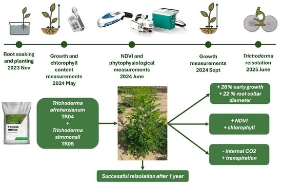 Short-Term Physiological Responses of Black Locust Saplings to ...