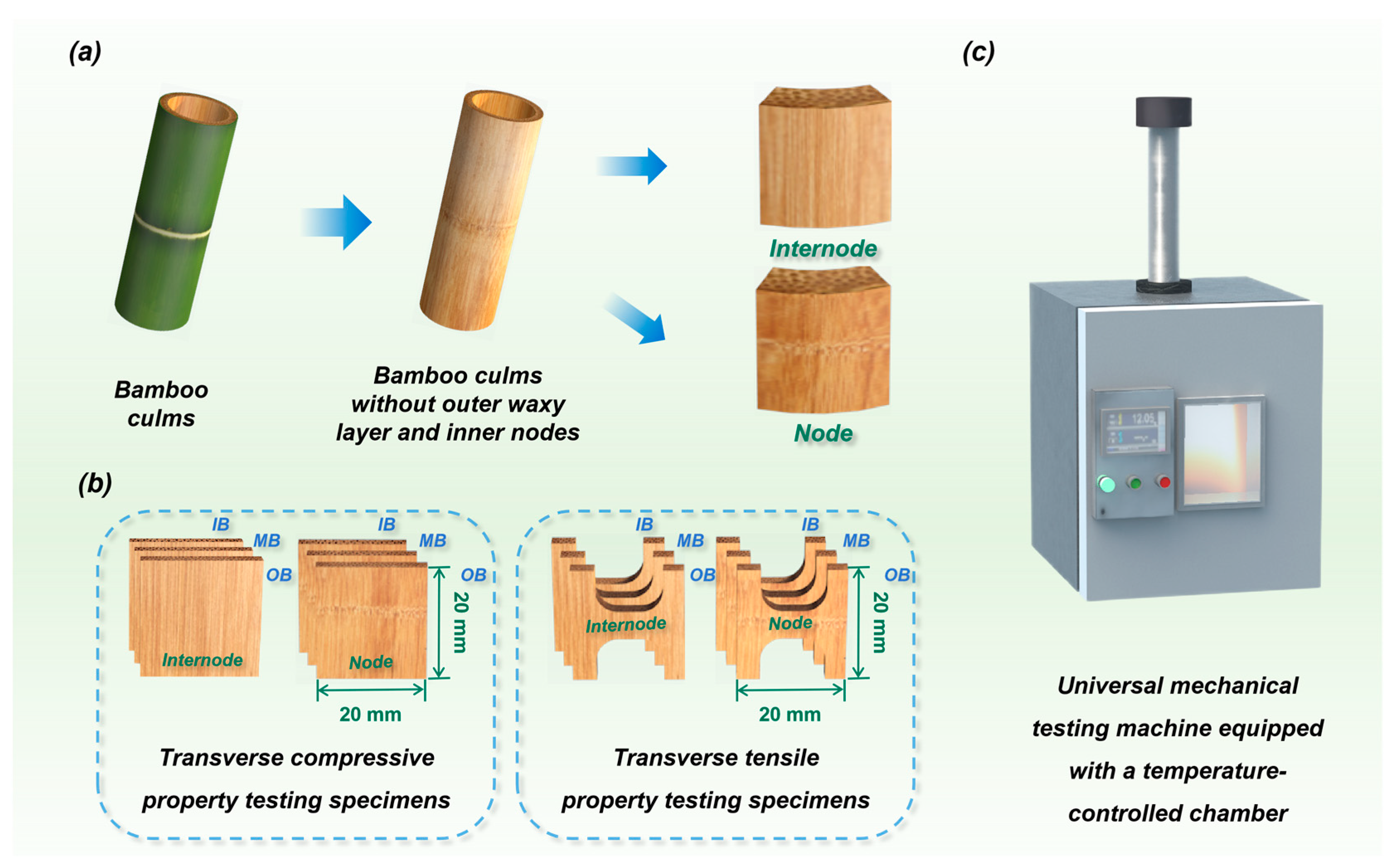 Transverse Mechanical Properties of Moso Bamboo Internodes and Nodes ...