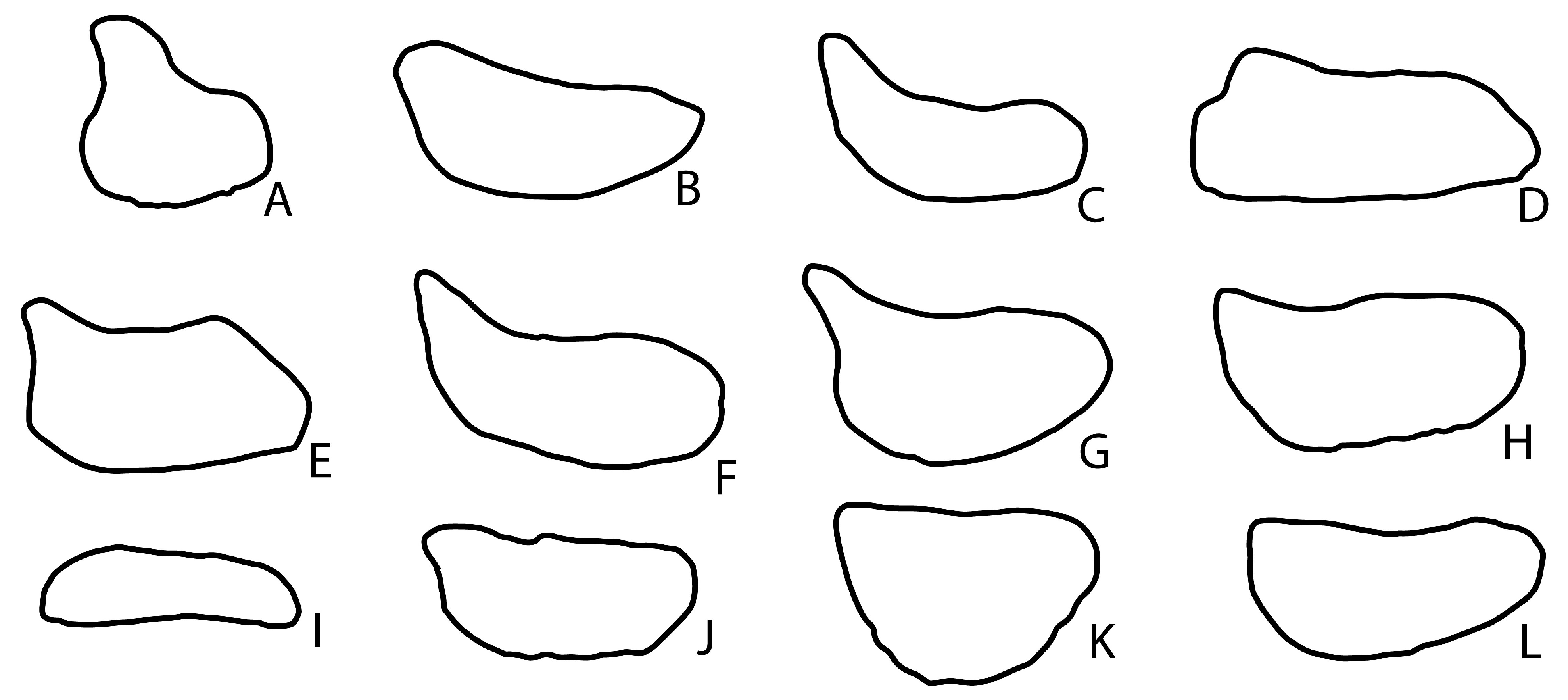 Fossils | Free Full-Text | The First Dinosaur from the Kingdom of ...