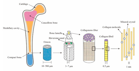 Fractal Operators and Fractional-Order Mechanics of Bone
