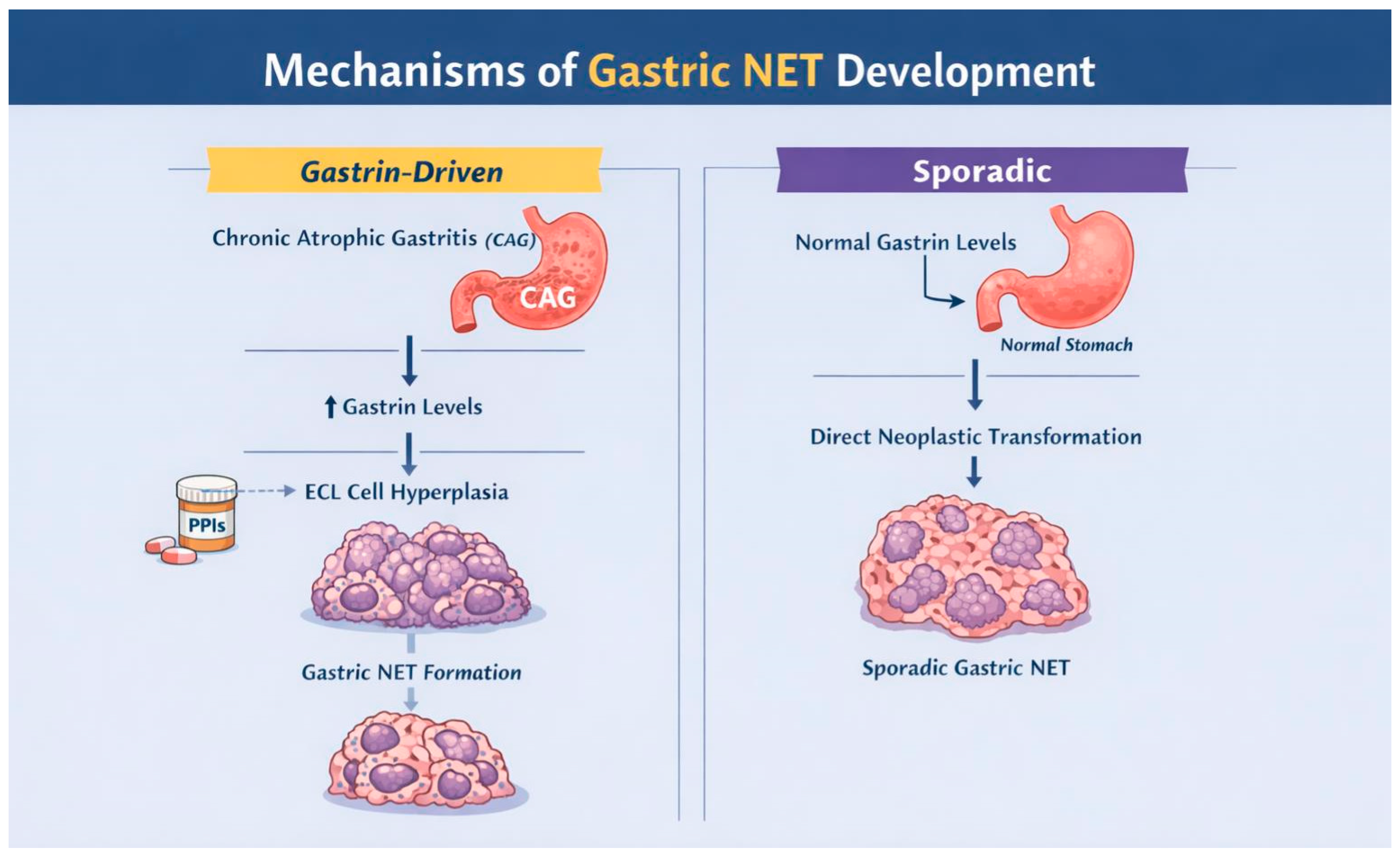 Incidental Gastric Neuroendocrine Tumor on Histology: What Should the ...