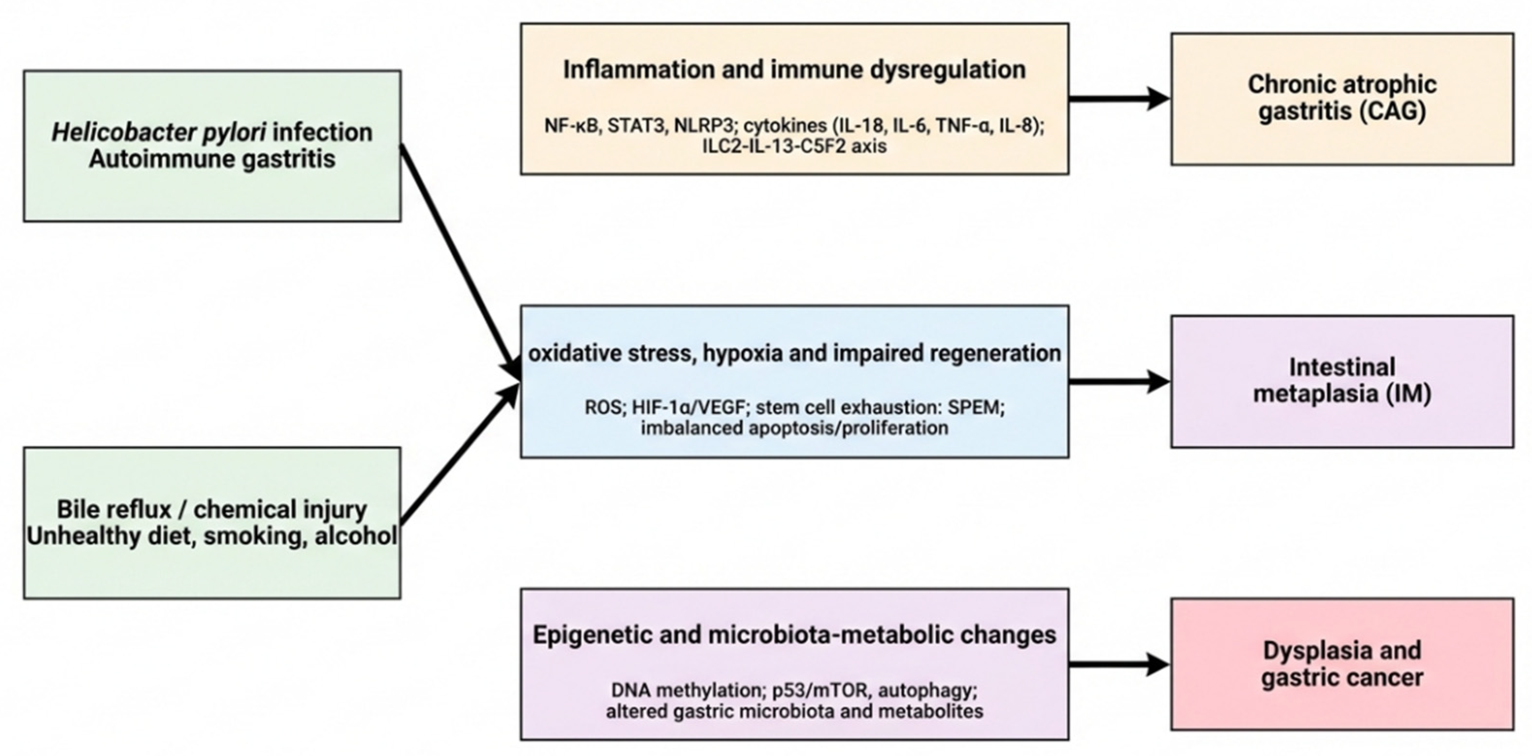 Advances in Reversing Gastric Mucosal Atrophy: Pathological Mechanisms ...