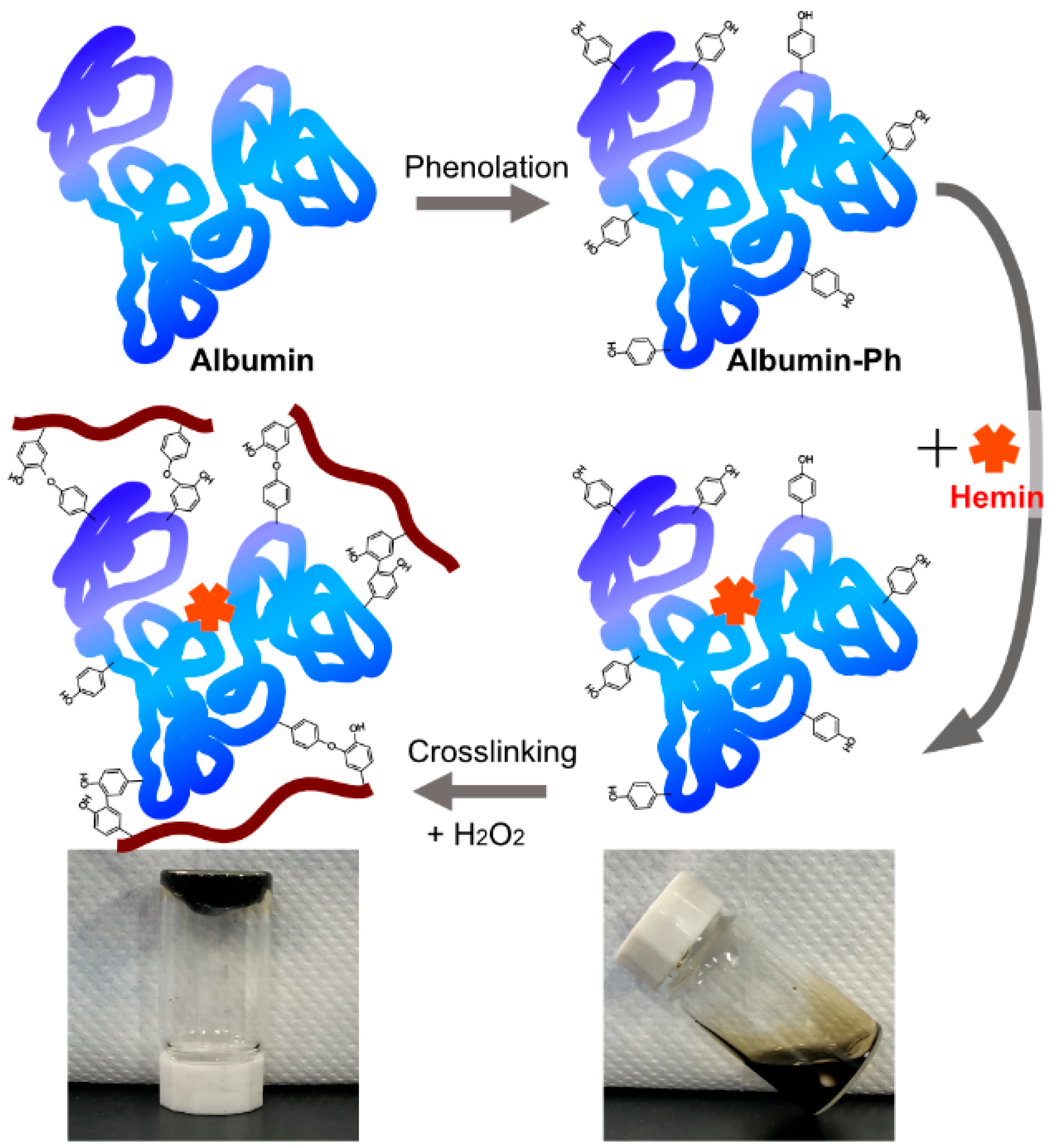 Dual-Function Role of Phenolated Albumin in Hemin-Mediated Hydrogel ...