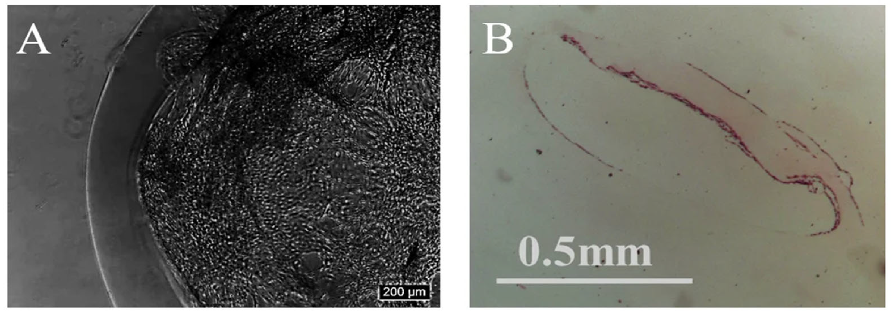 Development and Characterization of Hollow-Shell Collagen Microcapsules ...