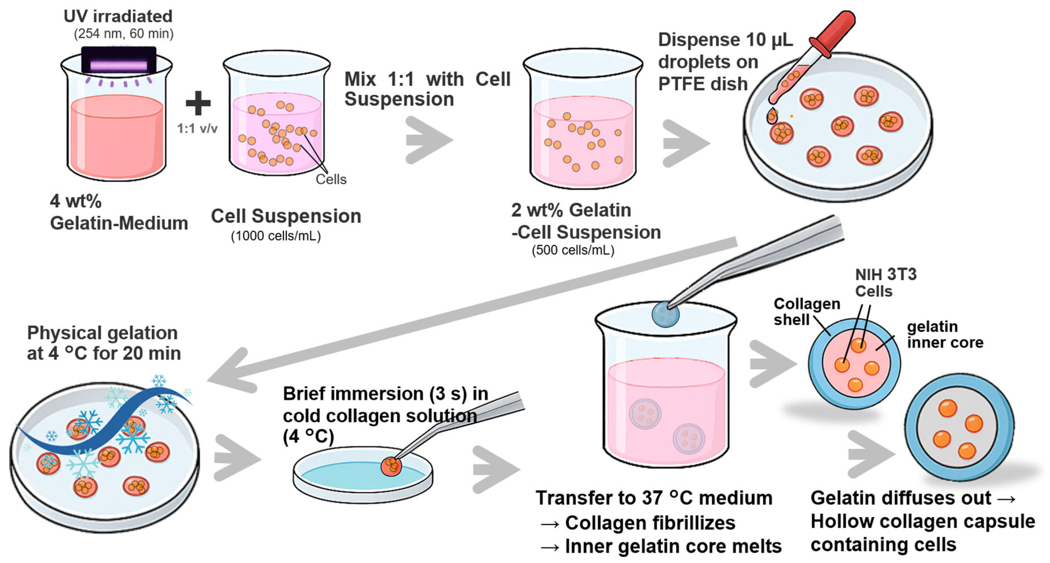 Development and Characterization of Hollow-Shell Collagen Microcapsules ...