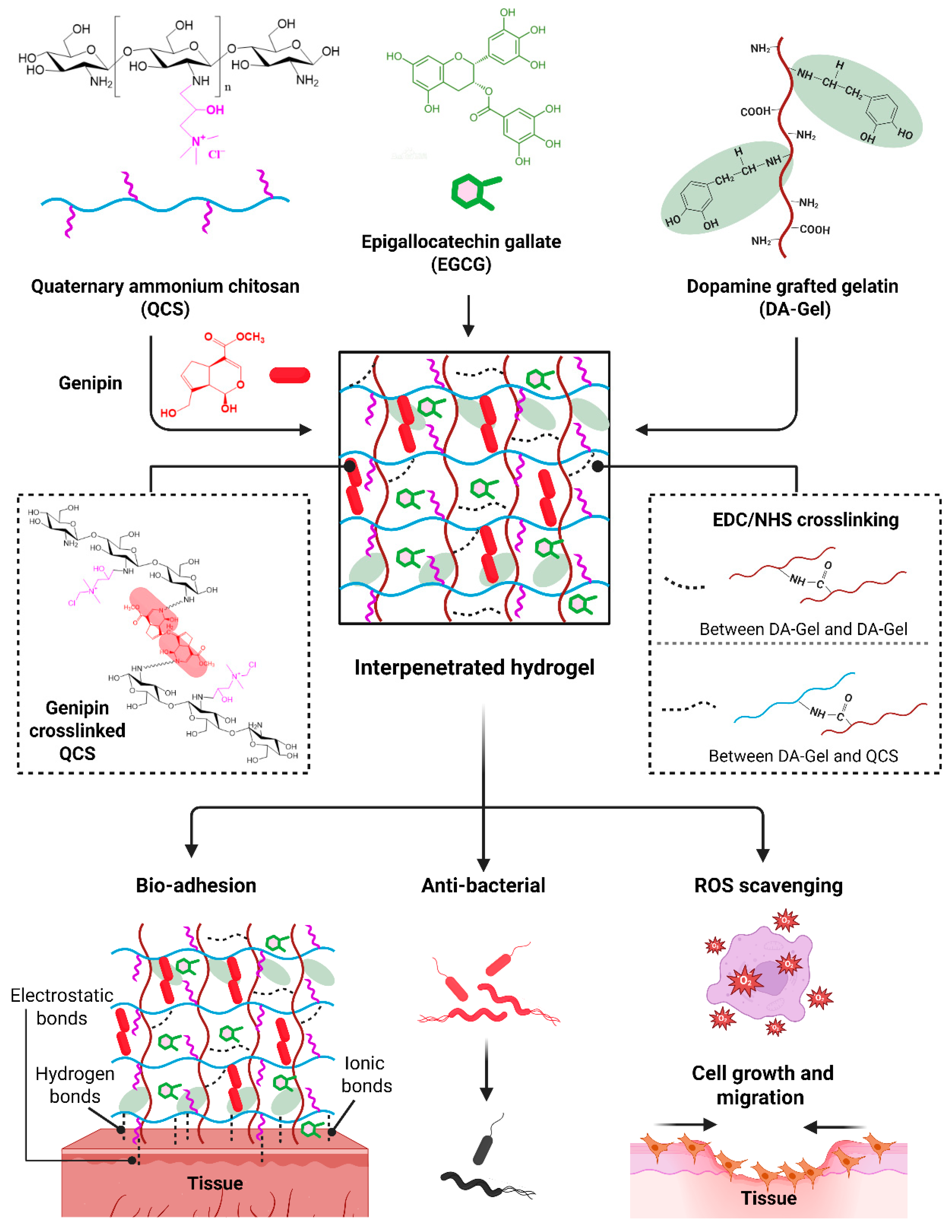 Biomedical Interpenetrated Hydrogels Fabricated via Quaternary Ammonium ...