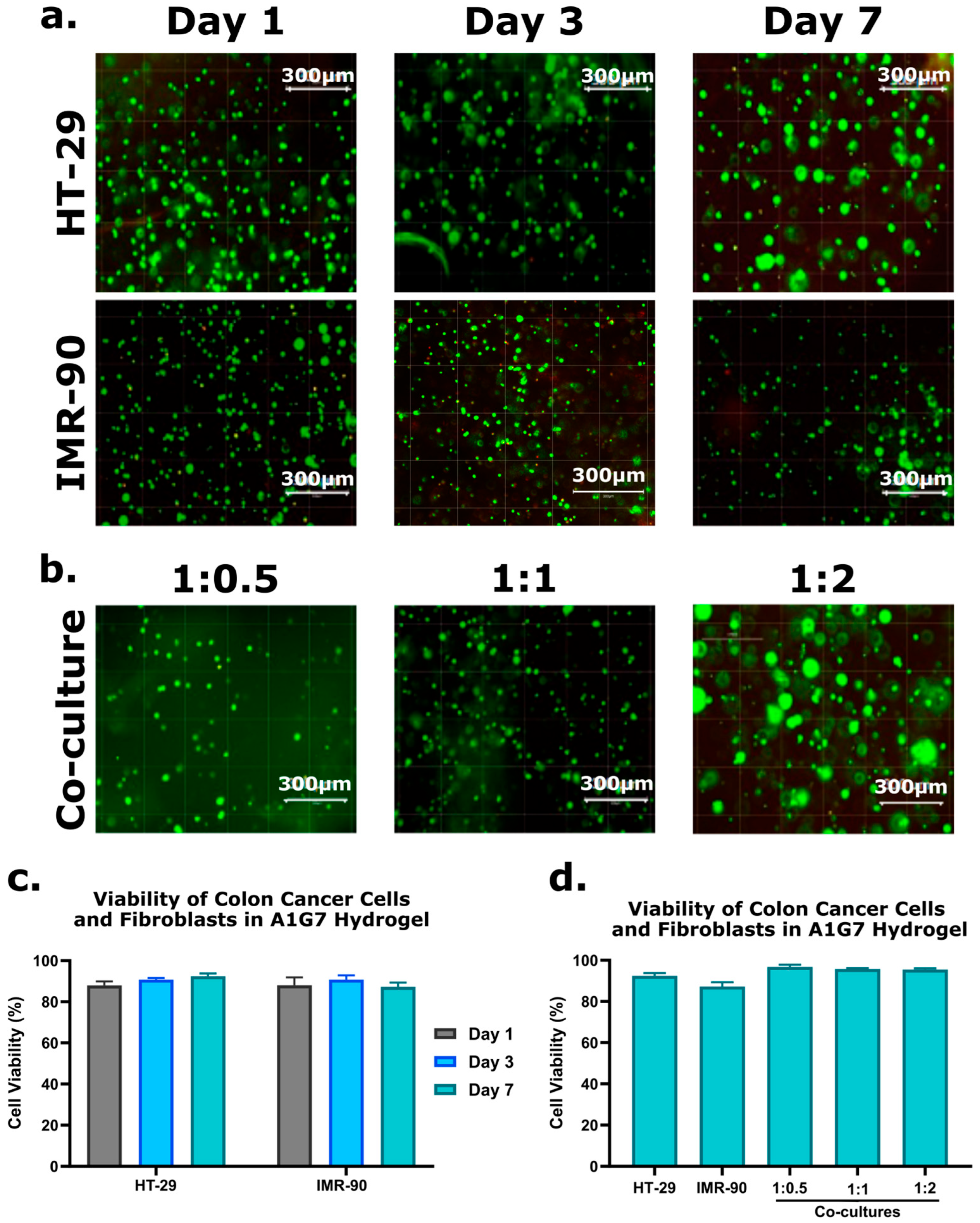 A 3D Alginate–Gelatin Co-Culture Model to Study Epithelial–Stromal ...