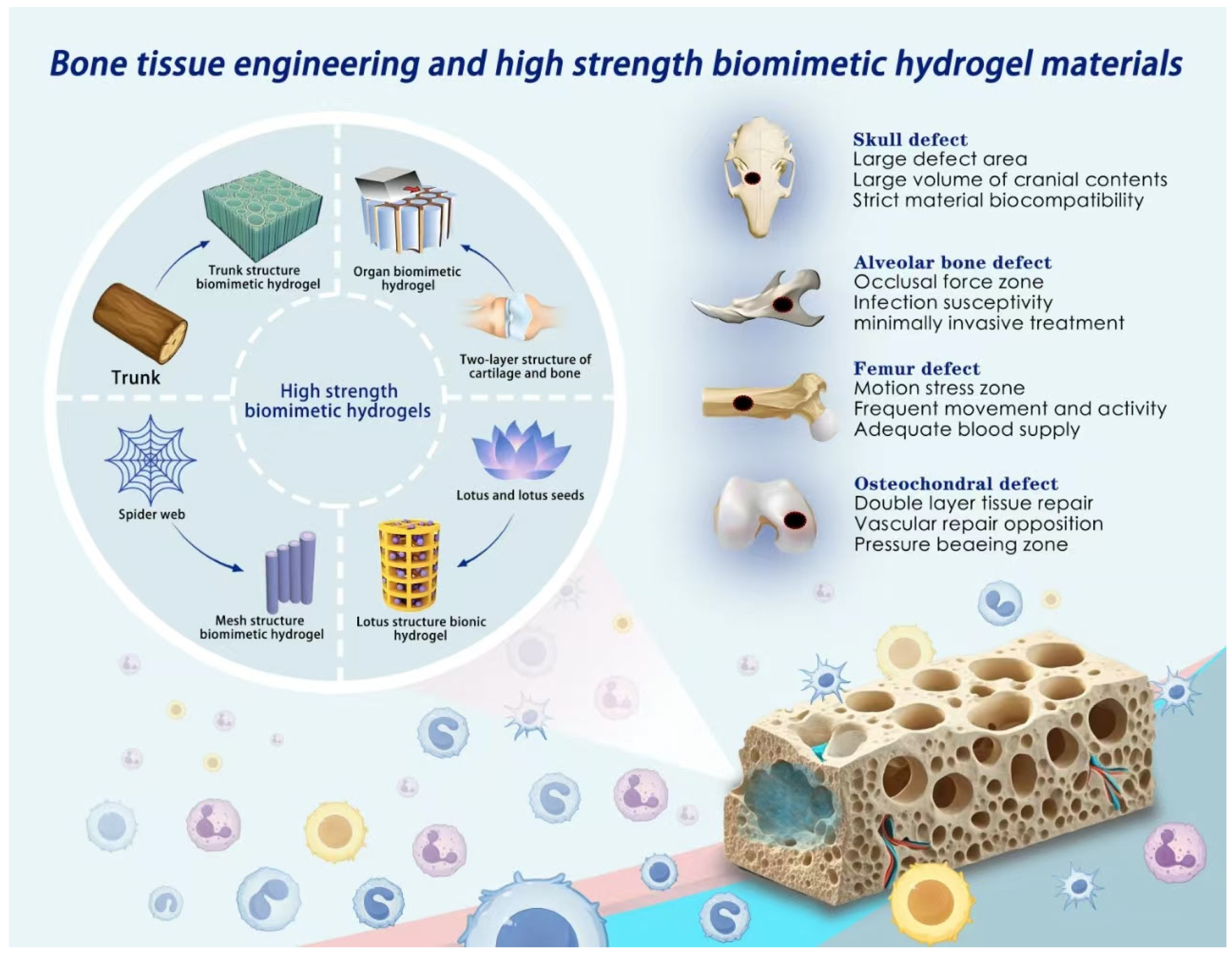 Rational Design of Mechanically Optimized Hydrogels for Bone Tissue ...