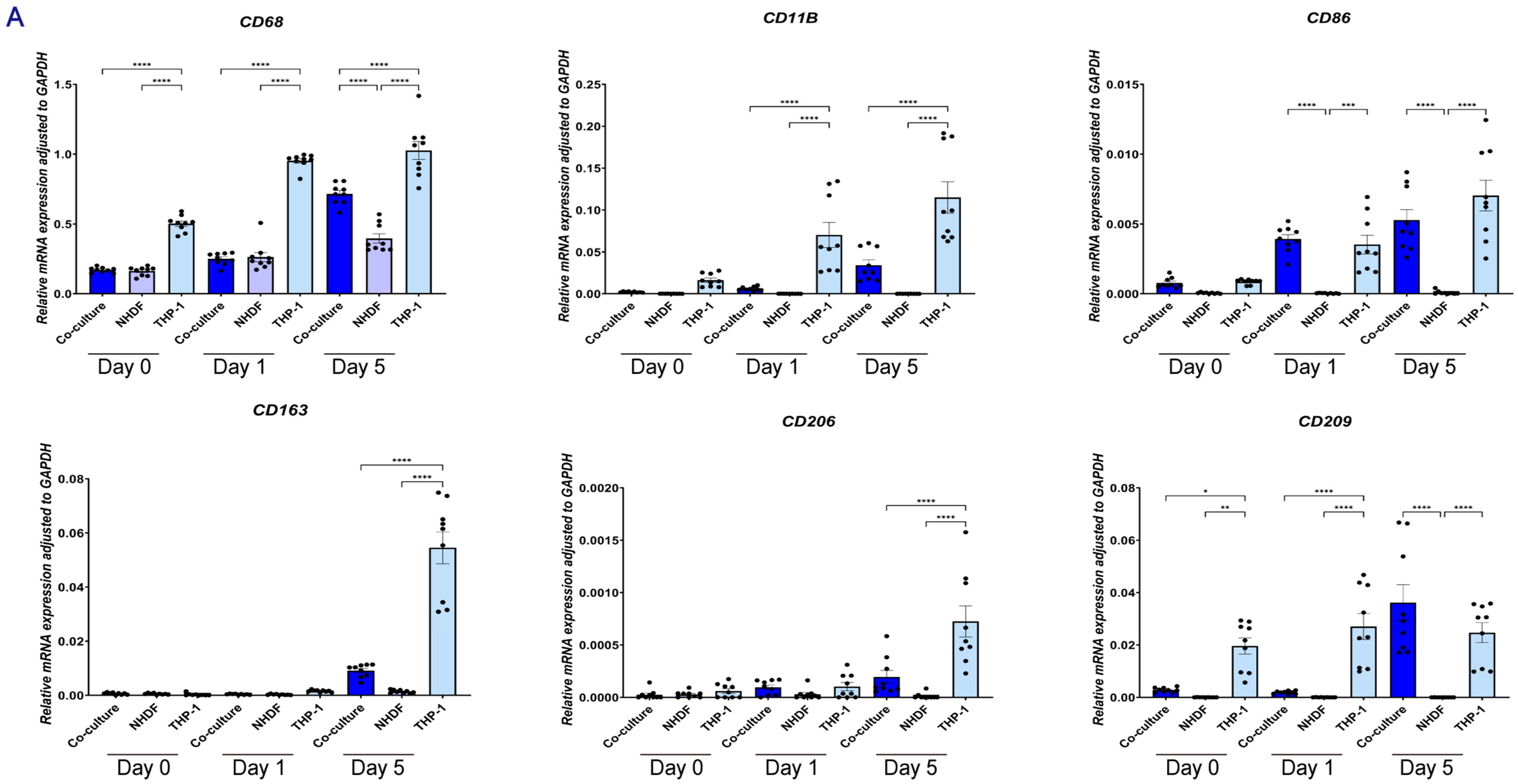 Dermal Fibroblasts Modulate Migration and Phenotype of Infiltrating ...