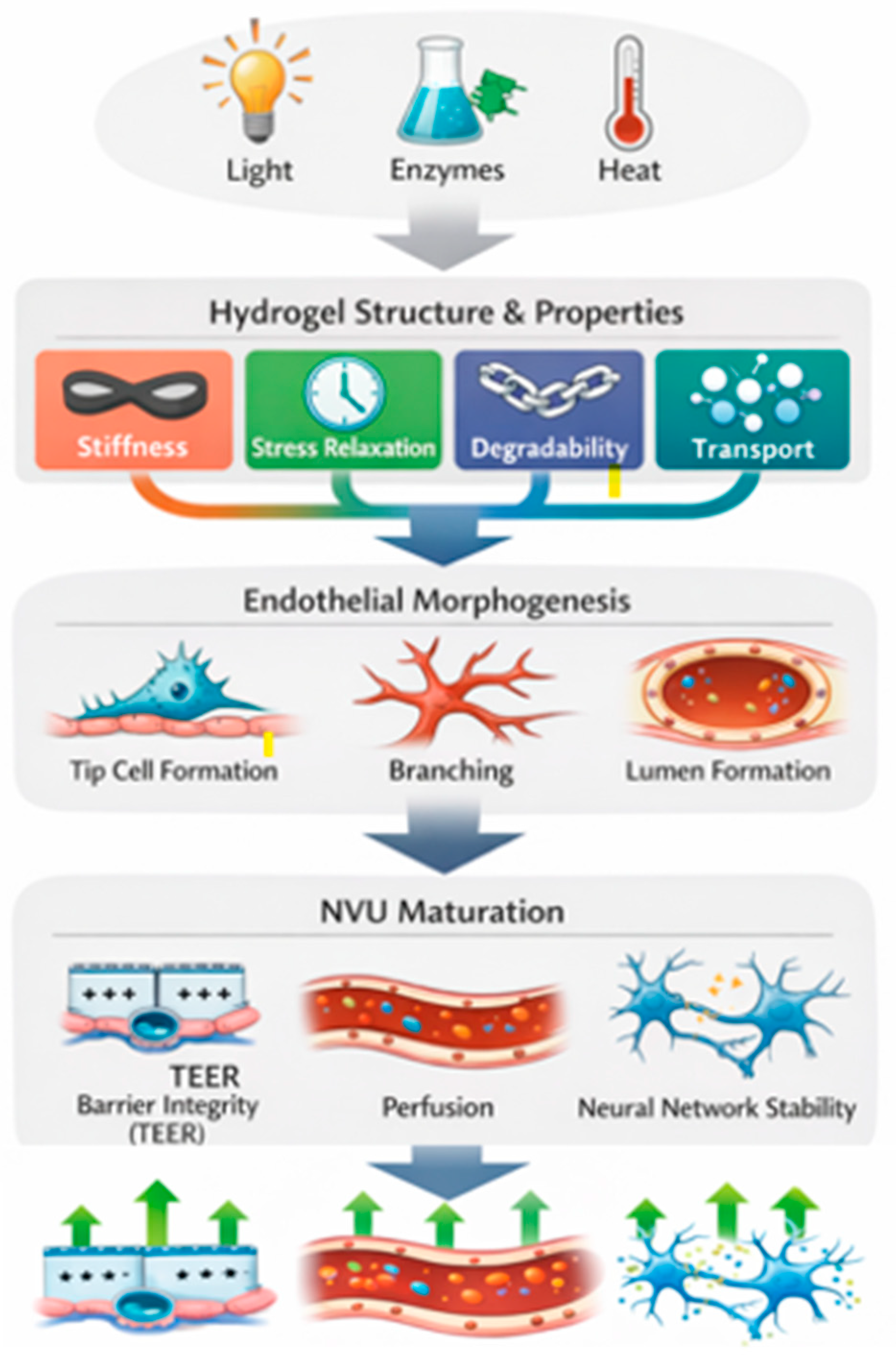 Structure–Property–Function Relationships in Stimuli-Responsive ...