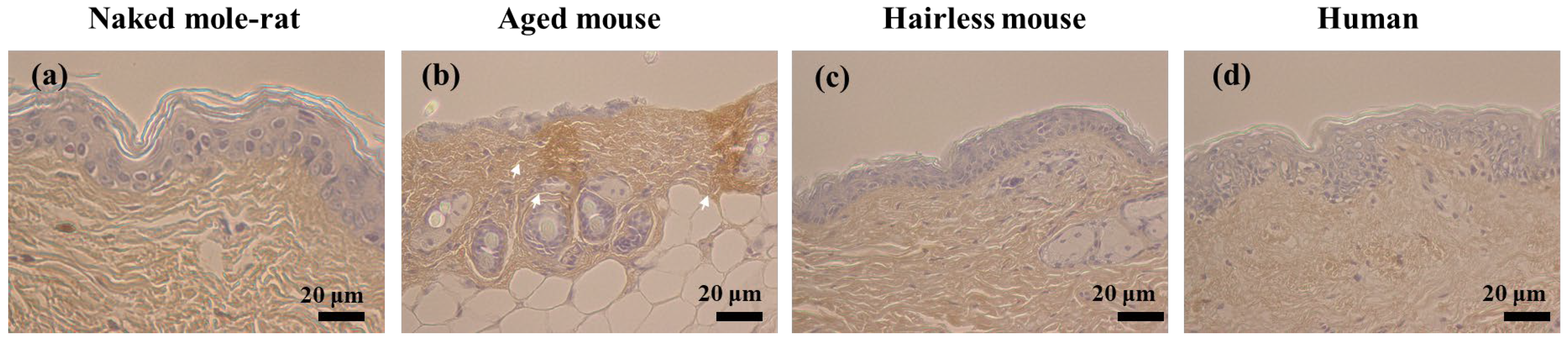 Spectroscopic Analysis of the Extracellular Matrix Hierarchical ...