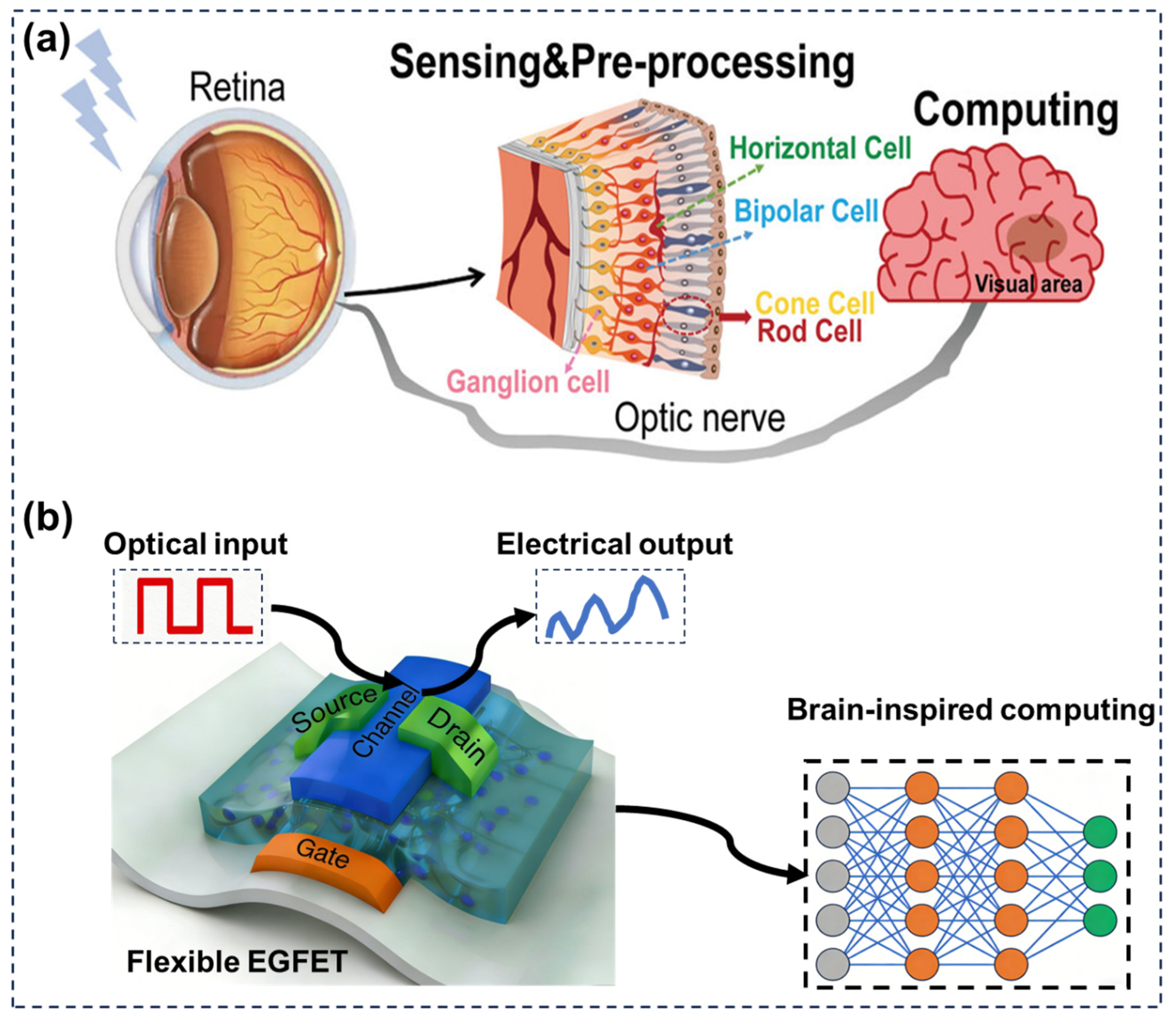 Advances in Gel-Based Electrolyte-Gated Flexible Visual Synapses for ...