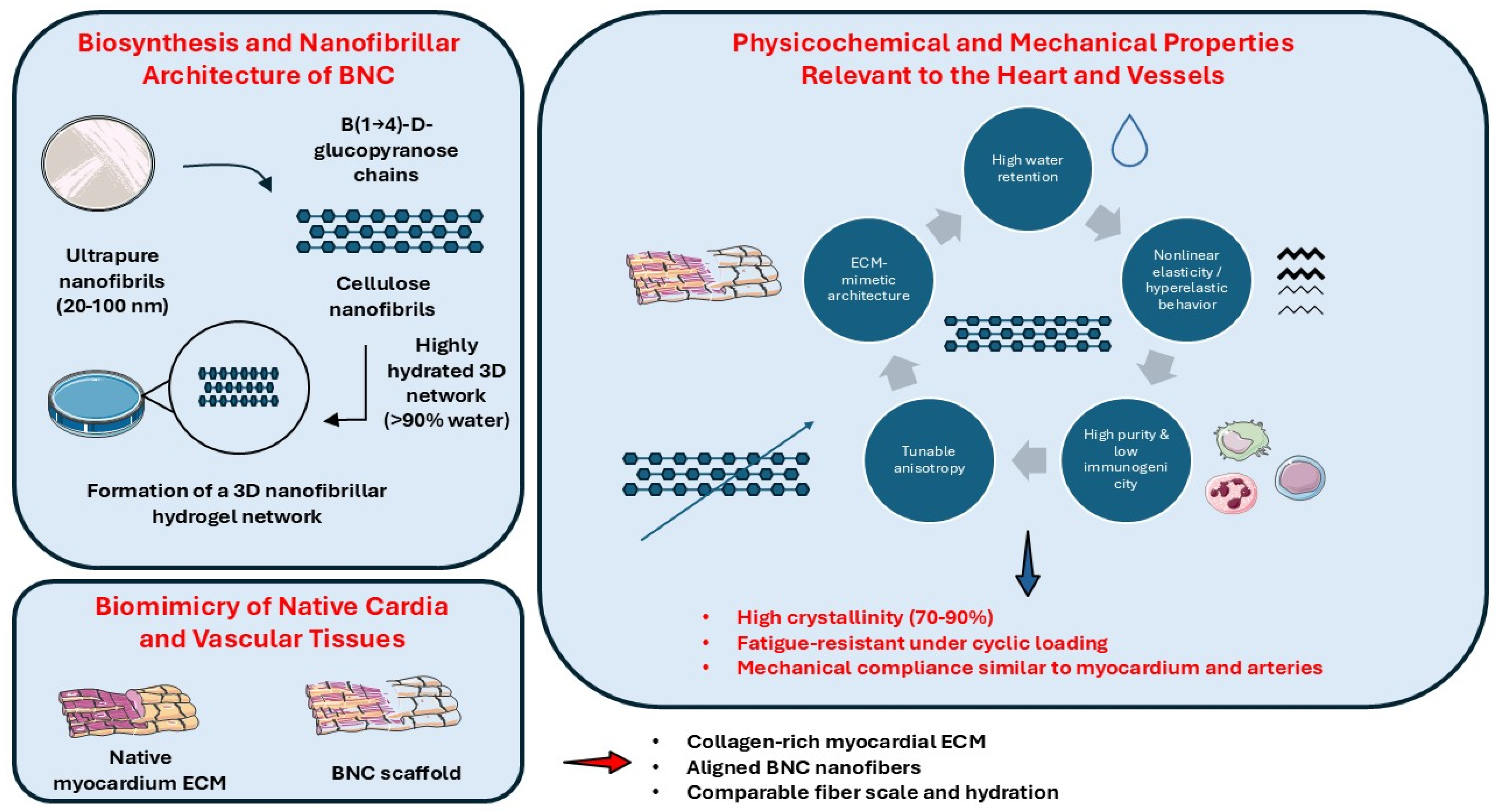 Bacterial Nanocellulose Hydrogels as a Next-Generation Bio-Material for ...