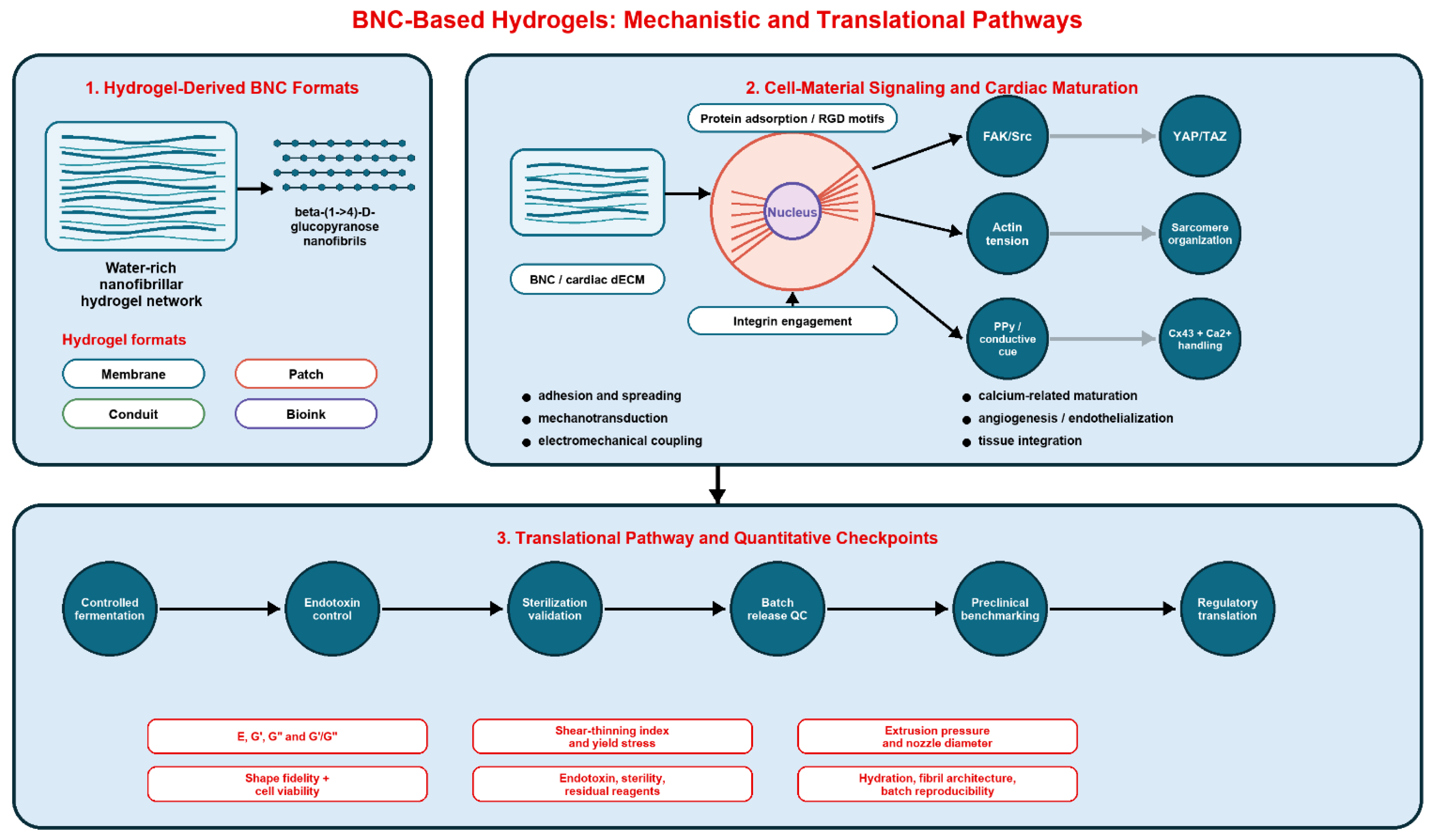 Bacterial Nanocellulose Hydrogels as a Next-Generation Bio-Material for ...