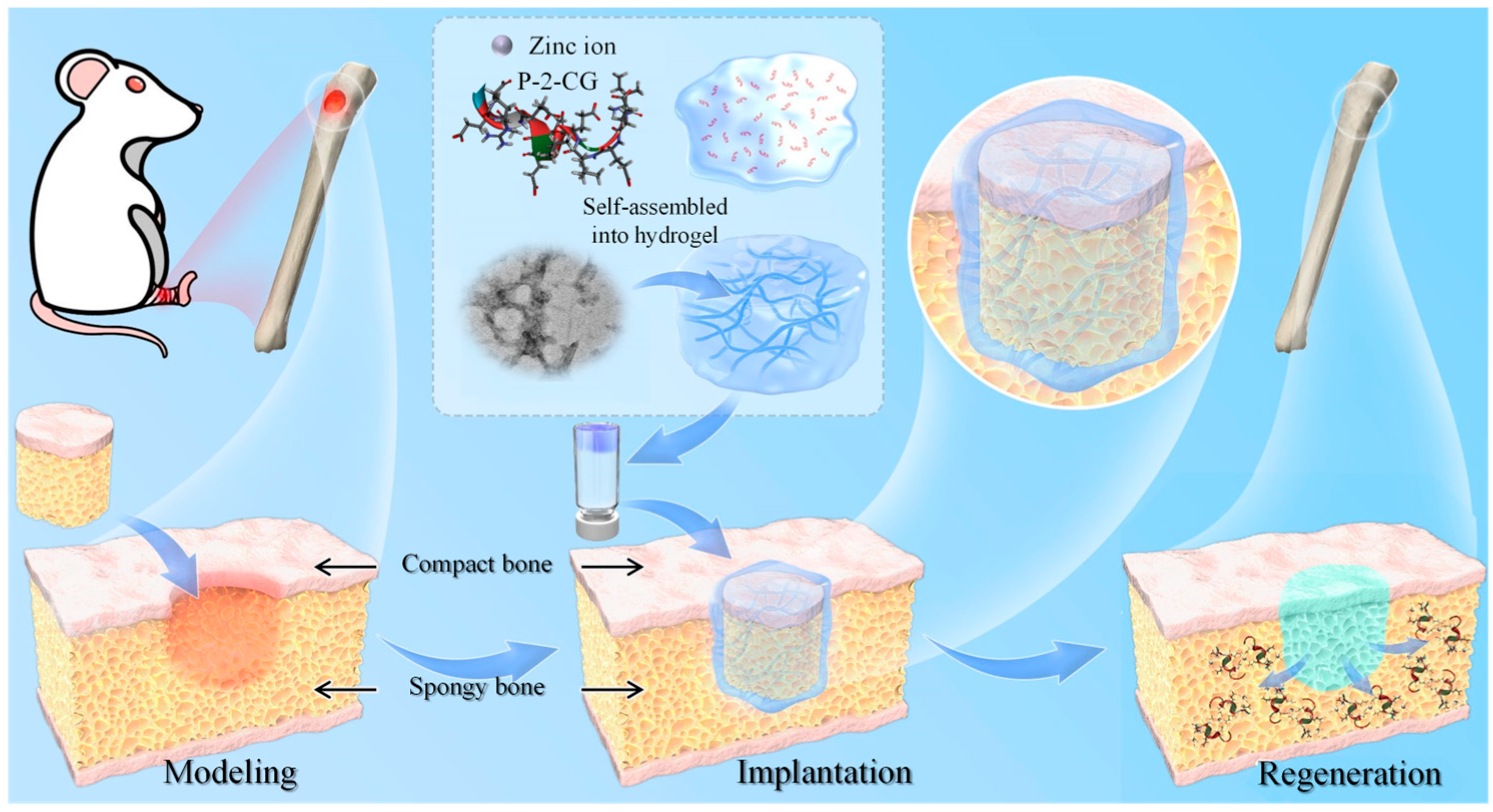 Construction of Zn2+ Chelated Dodecapeptide Assembled Hydrogel with Bio ...