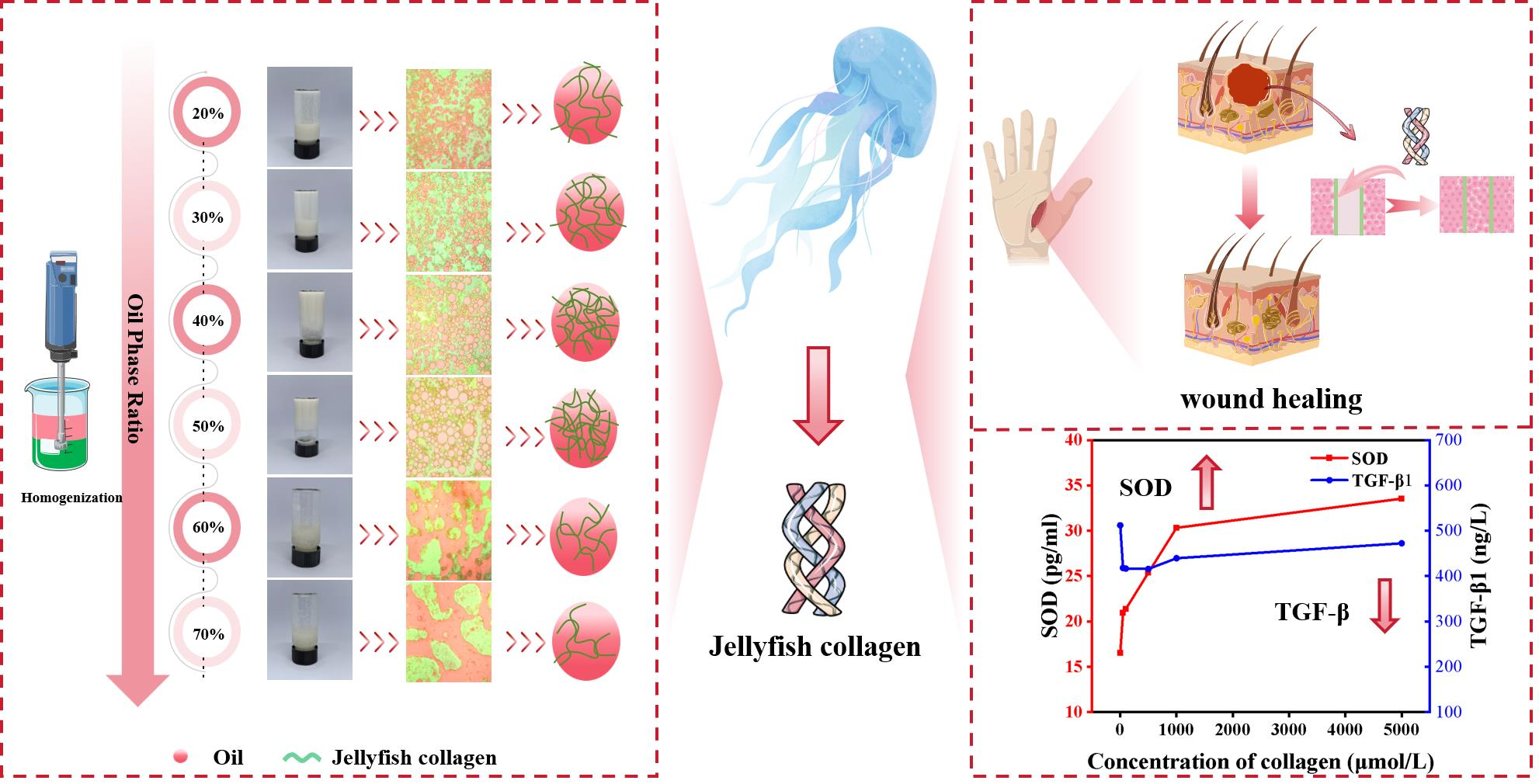 Collagen from Salted Jellyfish (Rhopilema esculentum): Structural ...