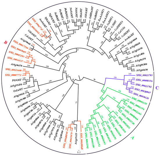 Genes | Free Full-Text | Genome-Wide Comprehensive Analysis the ...