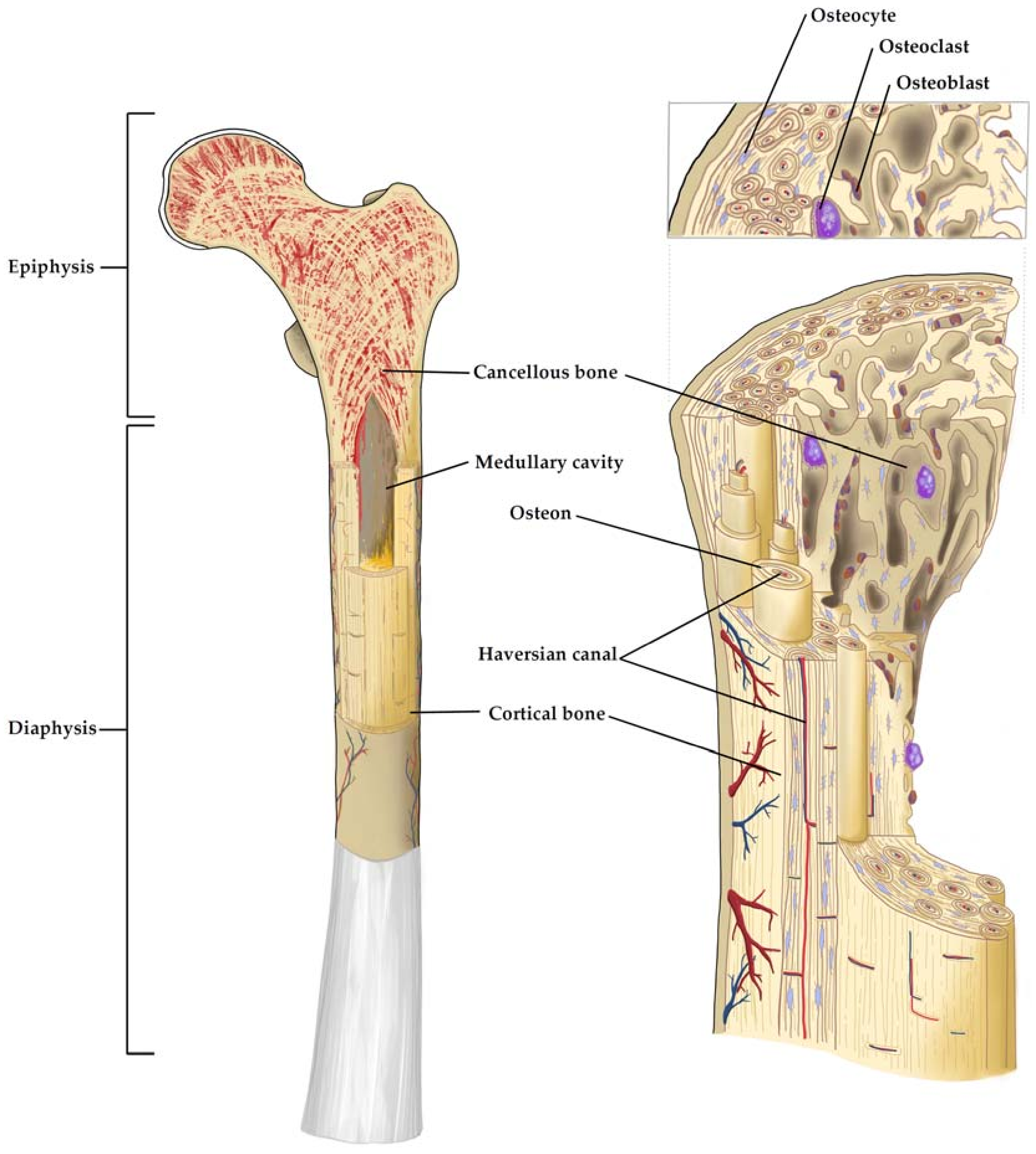 Cortical Vs Cancellous Bone Cortical Vs Cancellous Bone