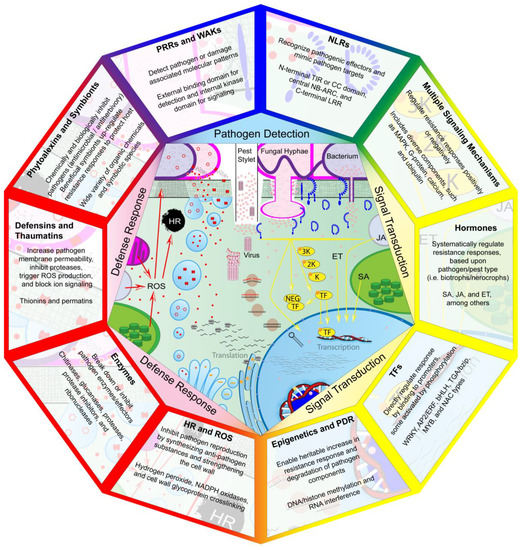 Disease Resistance Mechanisms in Plants