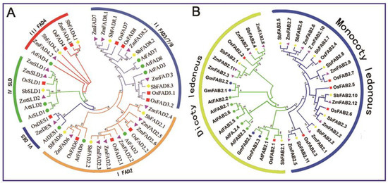 Identification of Fatty Acid Desaturases in Maize and Their ...