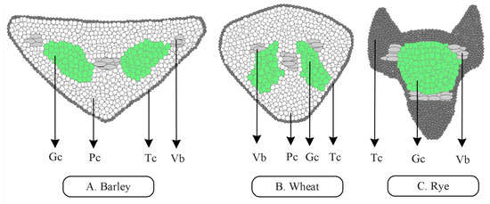 Morphological and Genetic Mechanisms Underlying Awn Development in ...