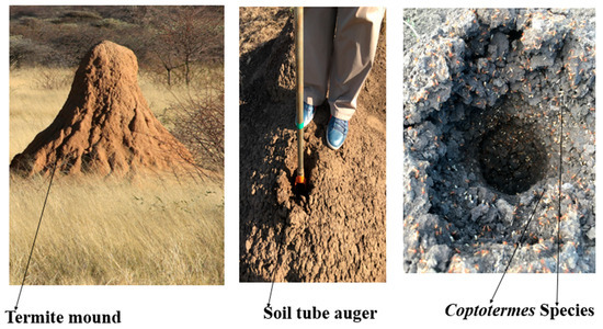 Profiling the Functional Diversity of Termite Mound Soil Bacteria as ...