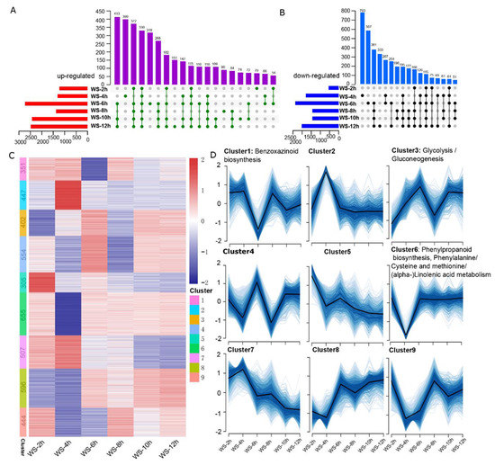 Genes | Free Full-Text | A Comprehensive Transcriptomics Analysis ...
