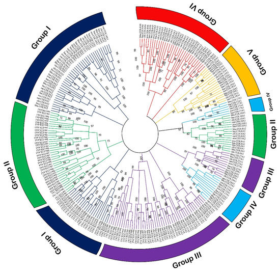 Genomic Identification, Evolution, and Expression Analysis of Collagen ...