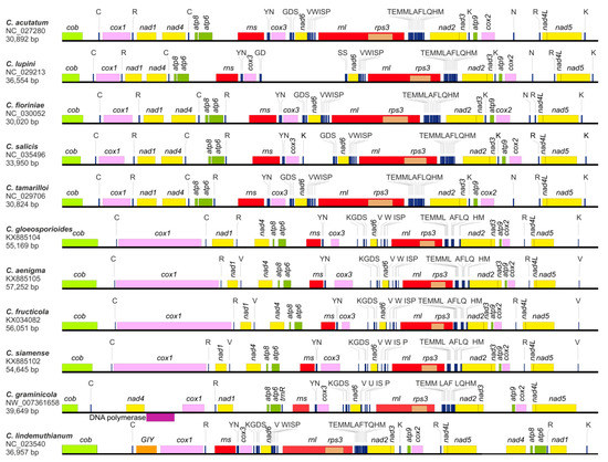 rps3 as a Candidate Mitochondrial Gene for the Molecular Identification ...