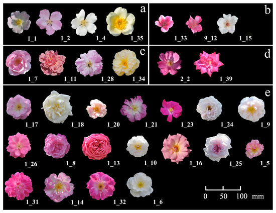 Molecular Evidence for Hybrid Origin and Phenotypic Variation of Rosa ...