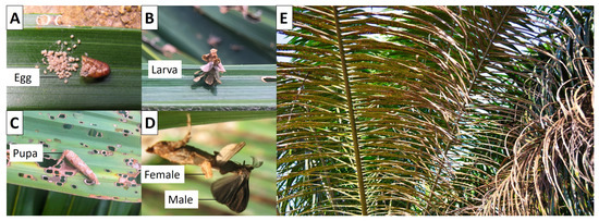 The Developmental Transcriptome of Bagworm, Metisa plana (Lepidoptera ...