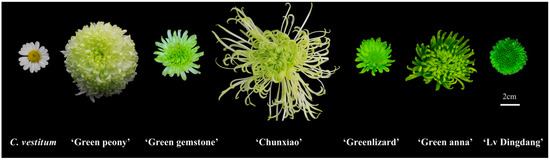 CmNAC73 Mediates the Formation of Green Color in Chrysanthemum Flowers ...