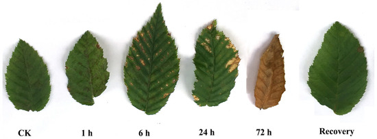 Comprehensive Transcriptome Analysis of Rare Carpinus putoensis Plants ...