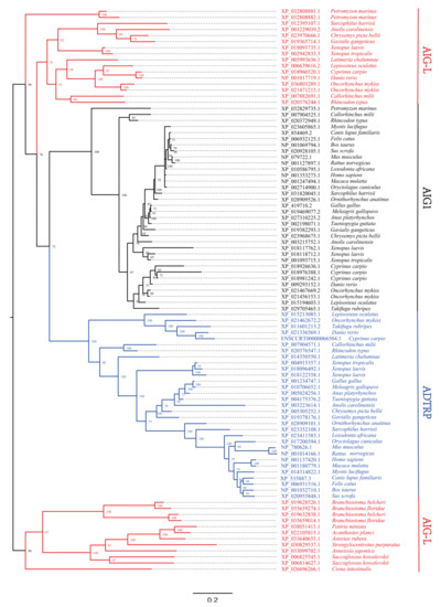 Molecular Phylogenetic Analysis of the AIG Family in Vertebrates