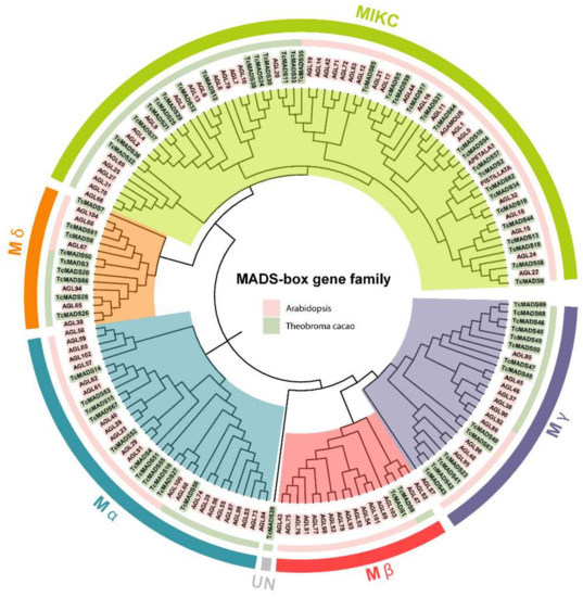 Genes | Free Full-Text | Genome-Wide Identification and Analysis of the MADS-Box Gene Family in ...