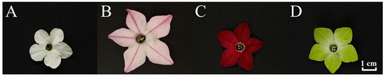 Important Roles of Key Genes and Transcription Factors in Flower Color ...