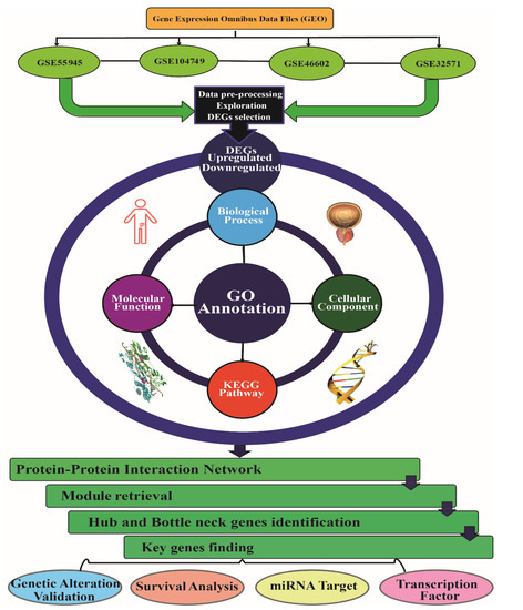 Identification of Potential Key Genes in Prostate Cancer with Gene ...