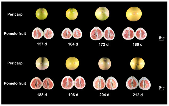 Transcriptome Analysis Reveals Candidate Lignin-Related Genes and ...