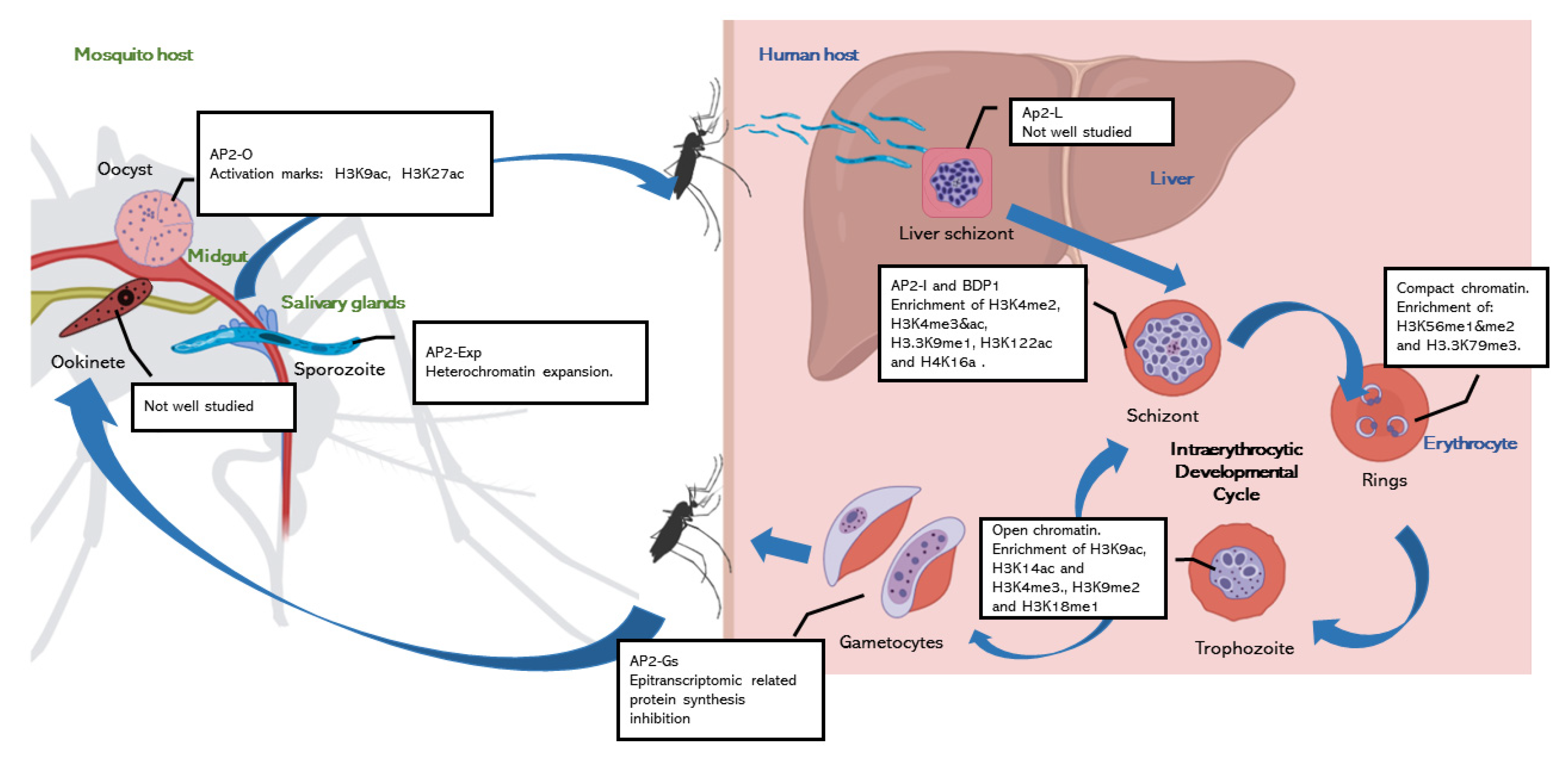 Genes Free Full Text Epigenetic And Epitranscriptomic Gene Genes Free Full Text Epigenetic And Epitranscriptomic Gene