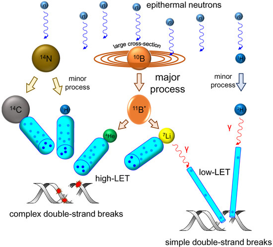 DNA Damage Response and Repair in Boron Neutron Capture Therapy