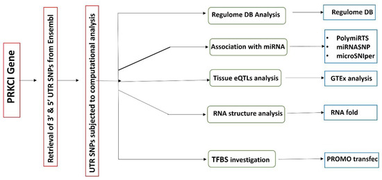 Investigation of UTR Variants by Computational Approaches Reveal Their ...