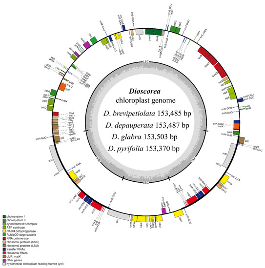 Complete Chloroplast Genome of Four Thai Native Dioscorea Species ...
