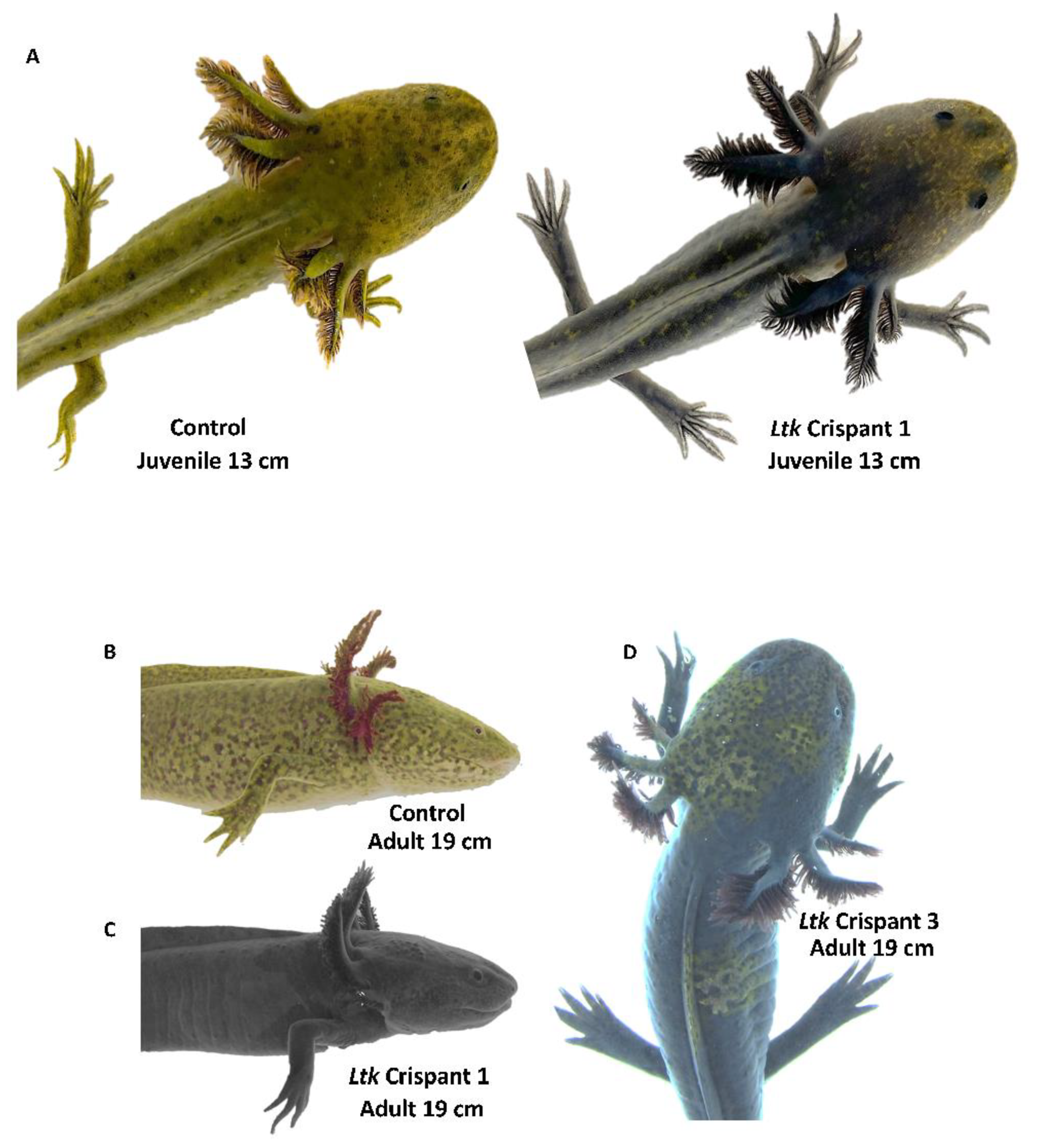Axolotl Color Variations Axolotl Color Variations