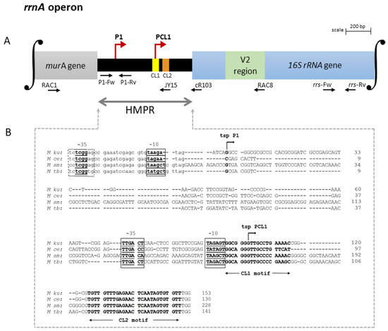 Organization and Characterization of the Promoter Elements of the rRNA ...