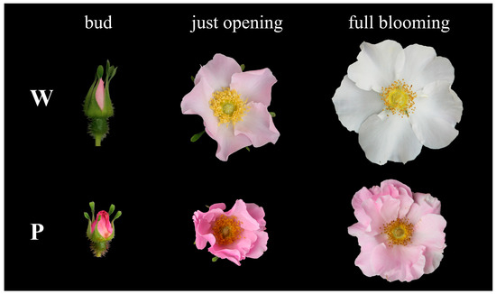 Identification and Validation of Reference Genes for qRT-PCR Analysis ...