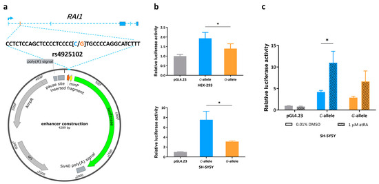 Allele-Specific Regulation of the Candidate Autism Liability Gene RAI1 ...