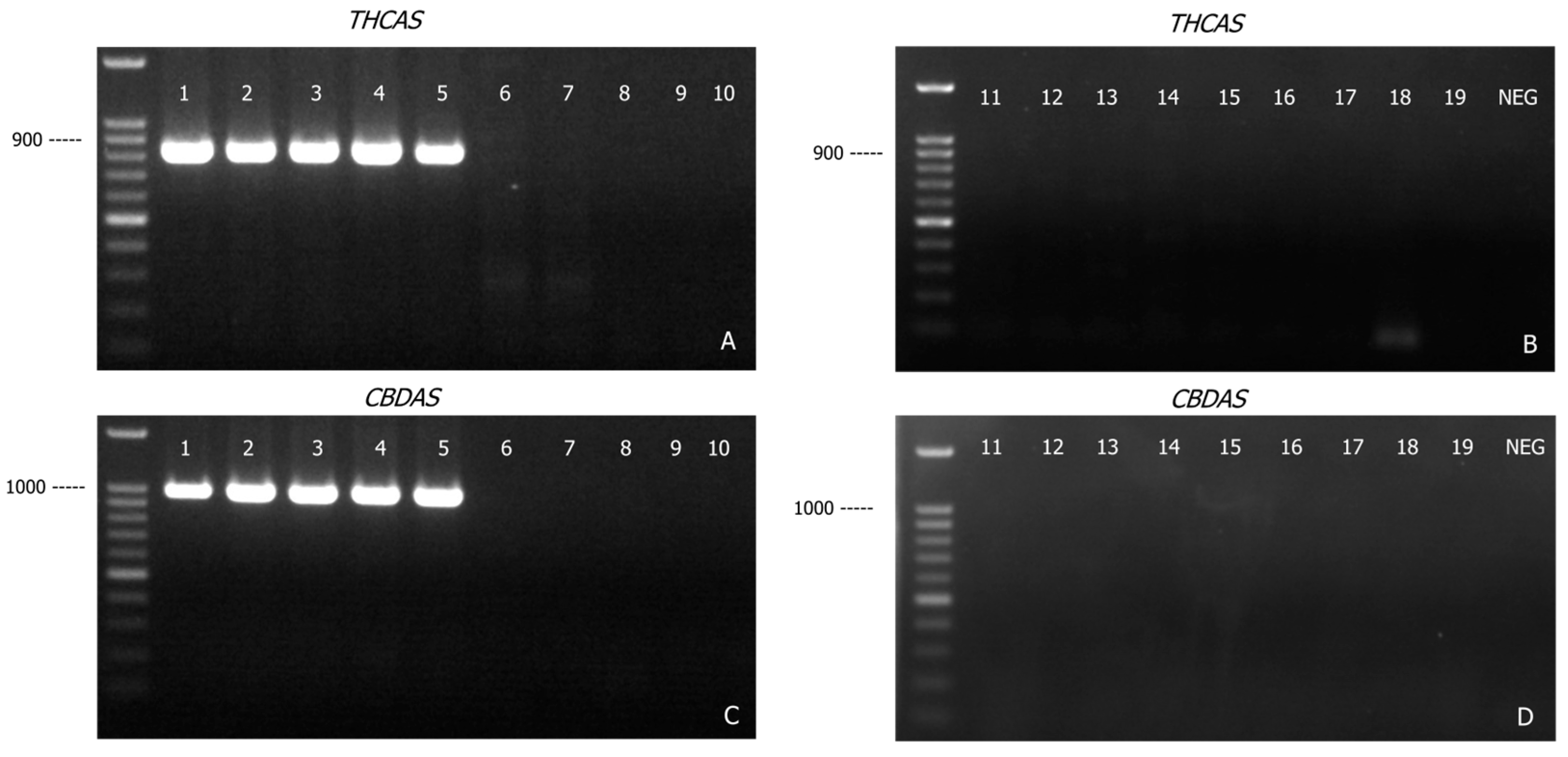 Forensic Identification of Cannabis with Plant DNA Barcodes and ...